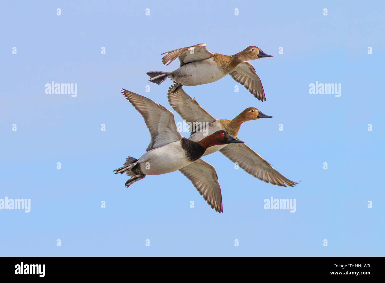 A trio of canvasback ducks, Aythya valisineria, flying in formation ...