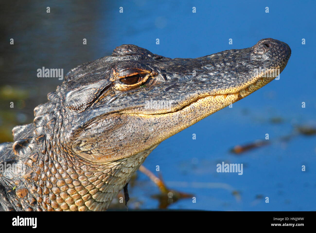 American alligator portrait image hi-res stock photography and images ...