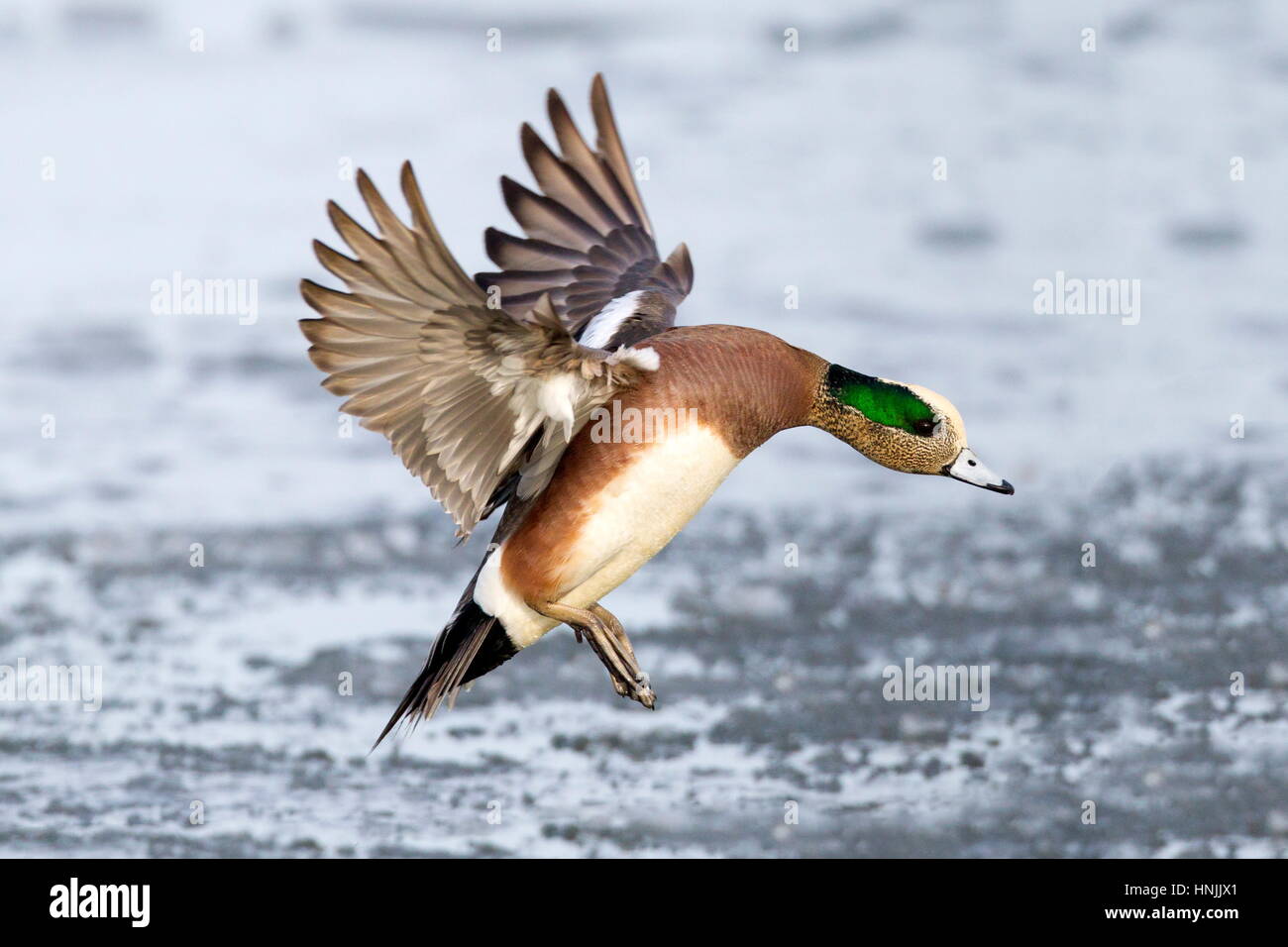A male American wigeon, Anas americana, in flight, about to land on ice ...