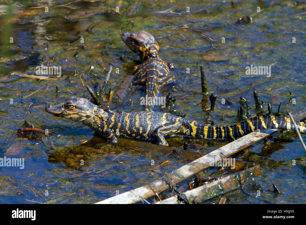 Brightly banded baby American alligators, Alligator mississippiensis ...