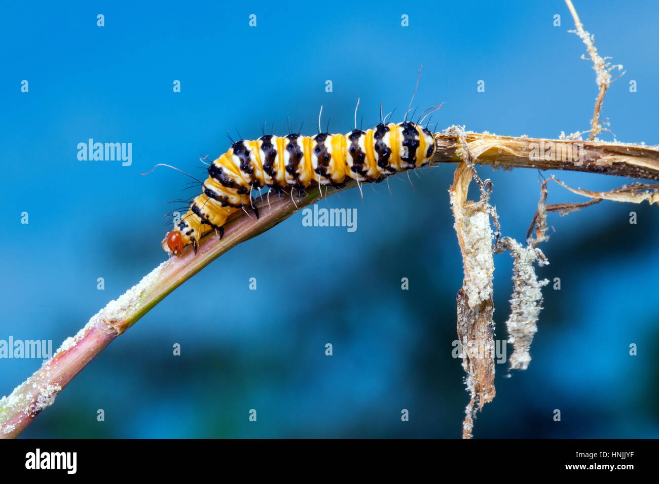 Ornate bella moth caterpillar hi-res stock photography and images - Alamy