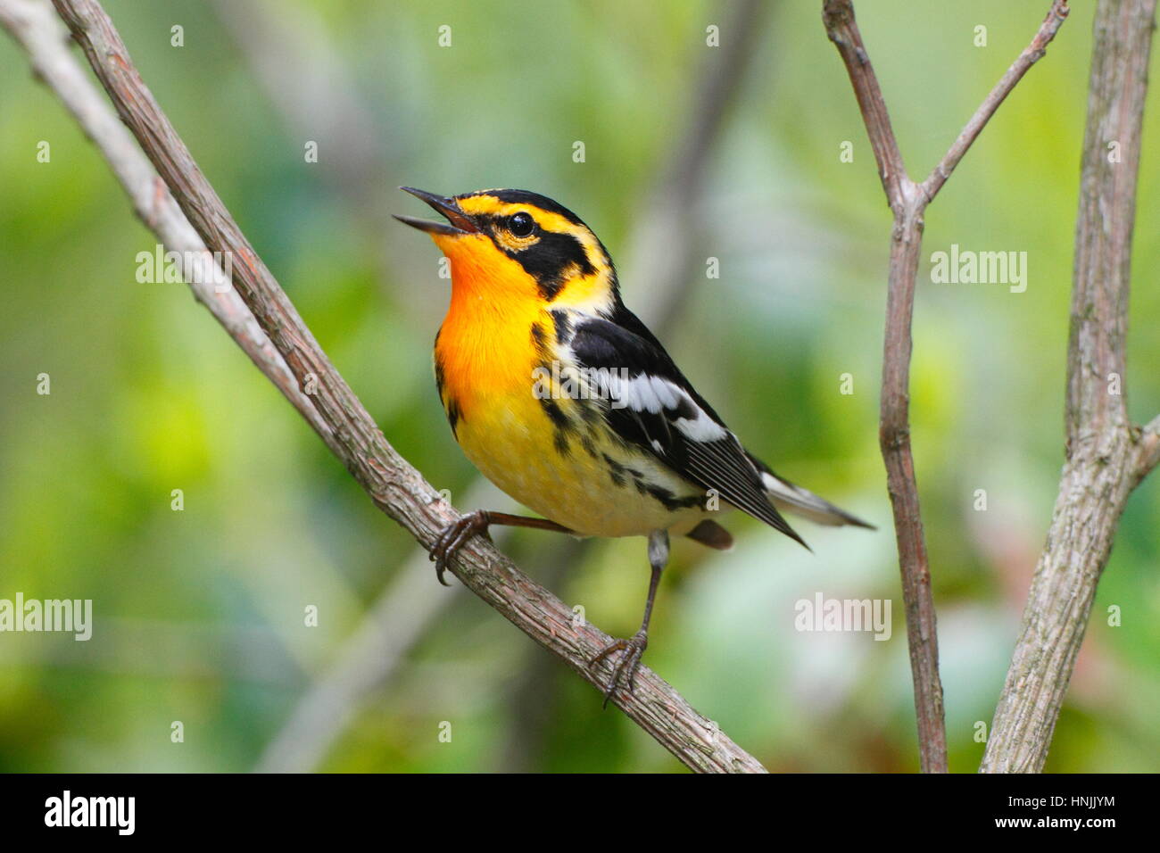 A male Blackburnian warbler, Setophaga fusca, singing a territorial ...