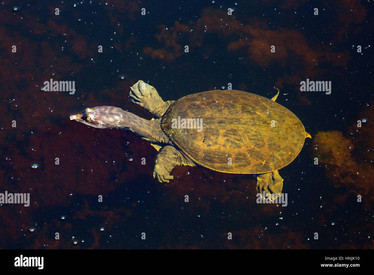 An adult male Florida softshell turtle, Apalone ferox, swimming in a ...