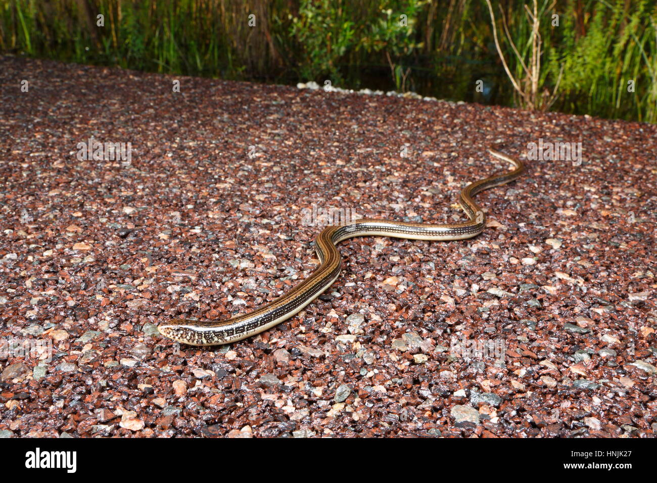 An eastern glass lizard, Ophisaurus ventralis, basking on a warm paved ...