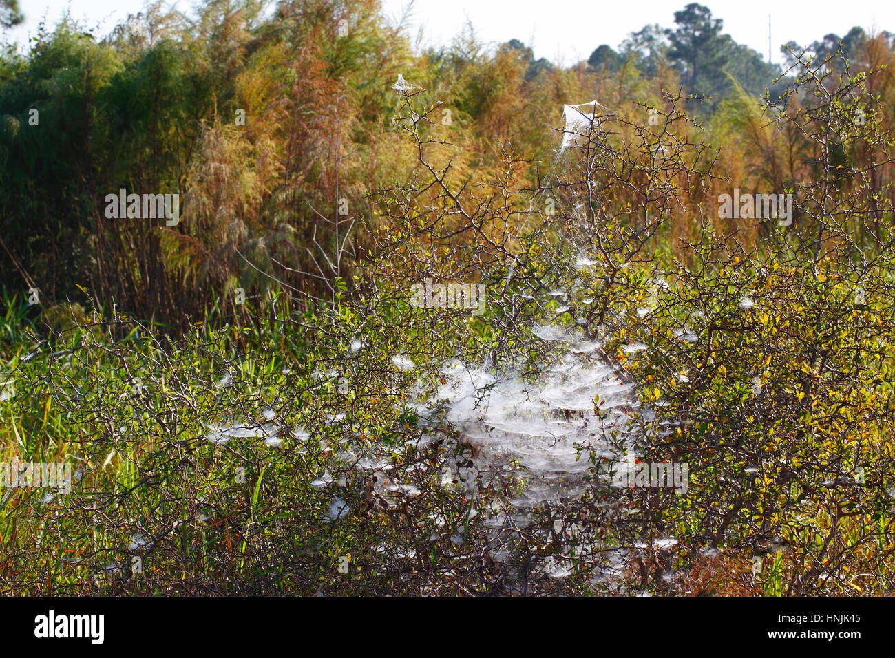 Spider web strand hi-res stock photography and images - Alamy