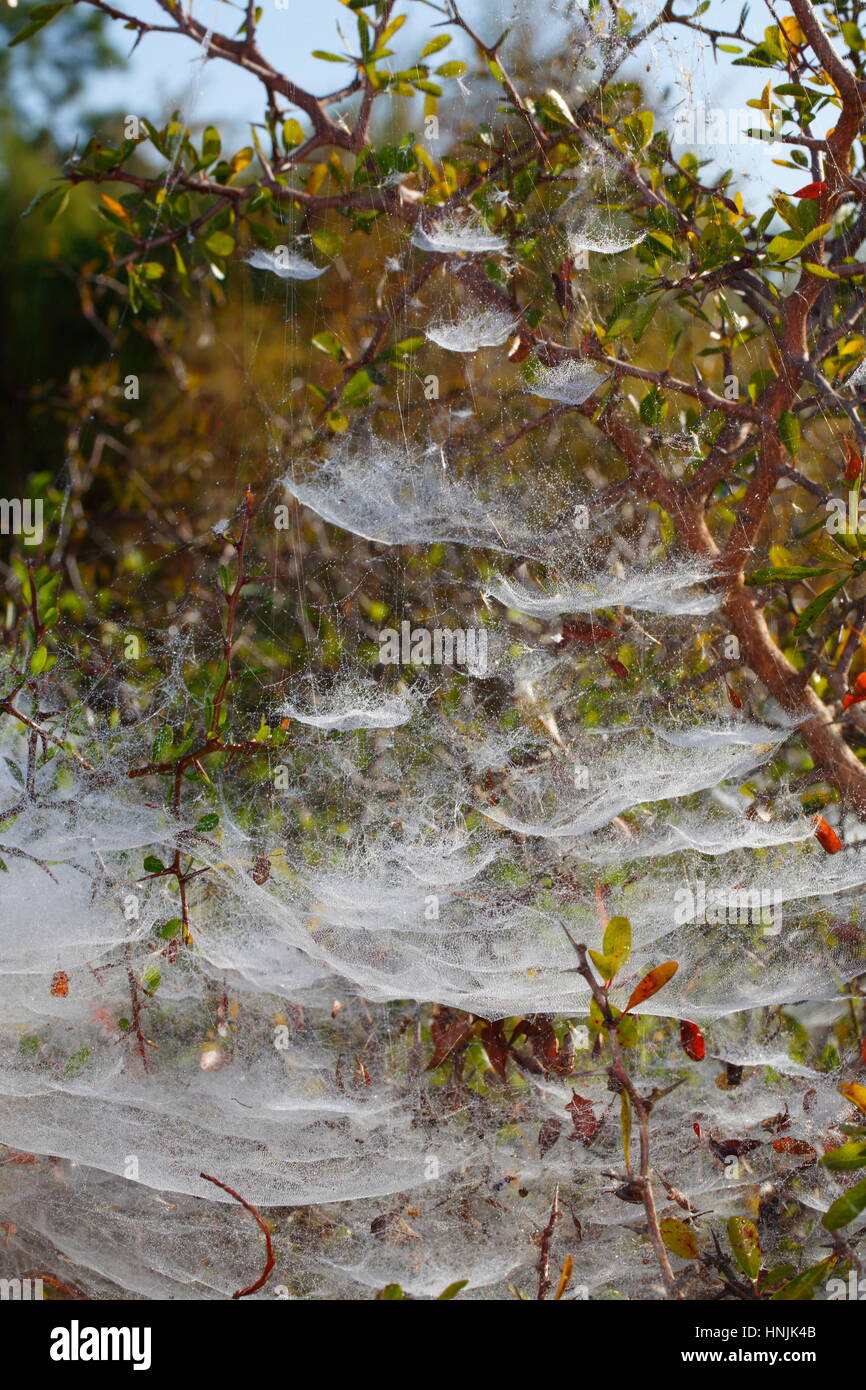 Spider web clusters coated with morning dew Stock Photo - Alamy