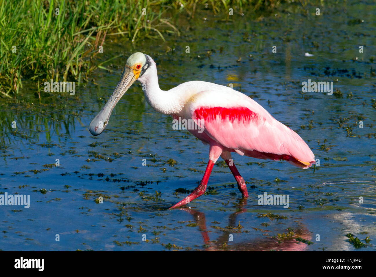 A roseate spoonbill, Platalea ajaja, foraging in a swamp Stock Photo ...