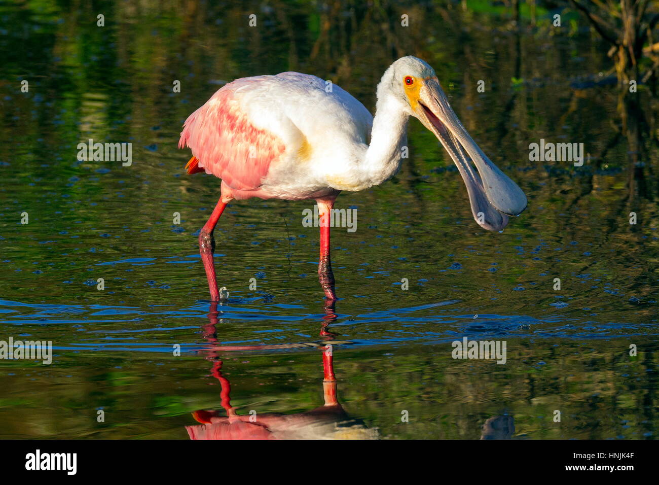 Spoonbill image hi-res stock photography and images - Alamy