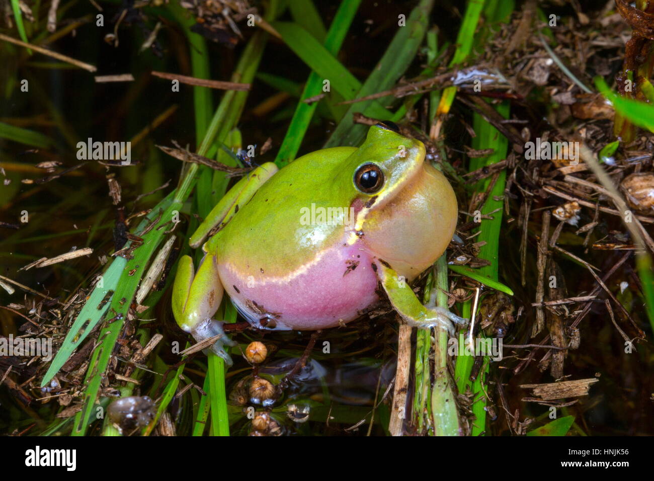 A squirrel tree frog, Hyla sqirella, calling for a mate Stock Photo - Alamy