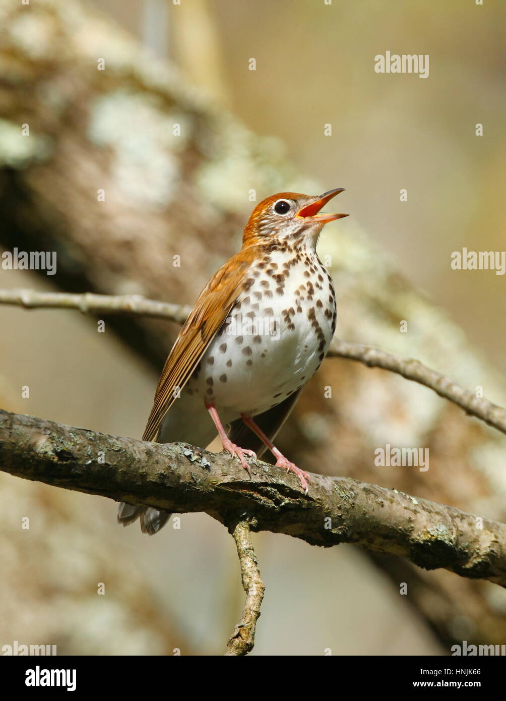A male wood thrush, Hylocichla mustelina, singing a territorial song ...