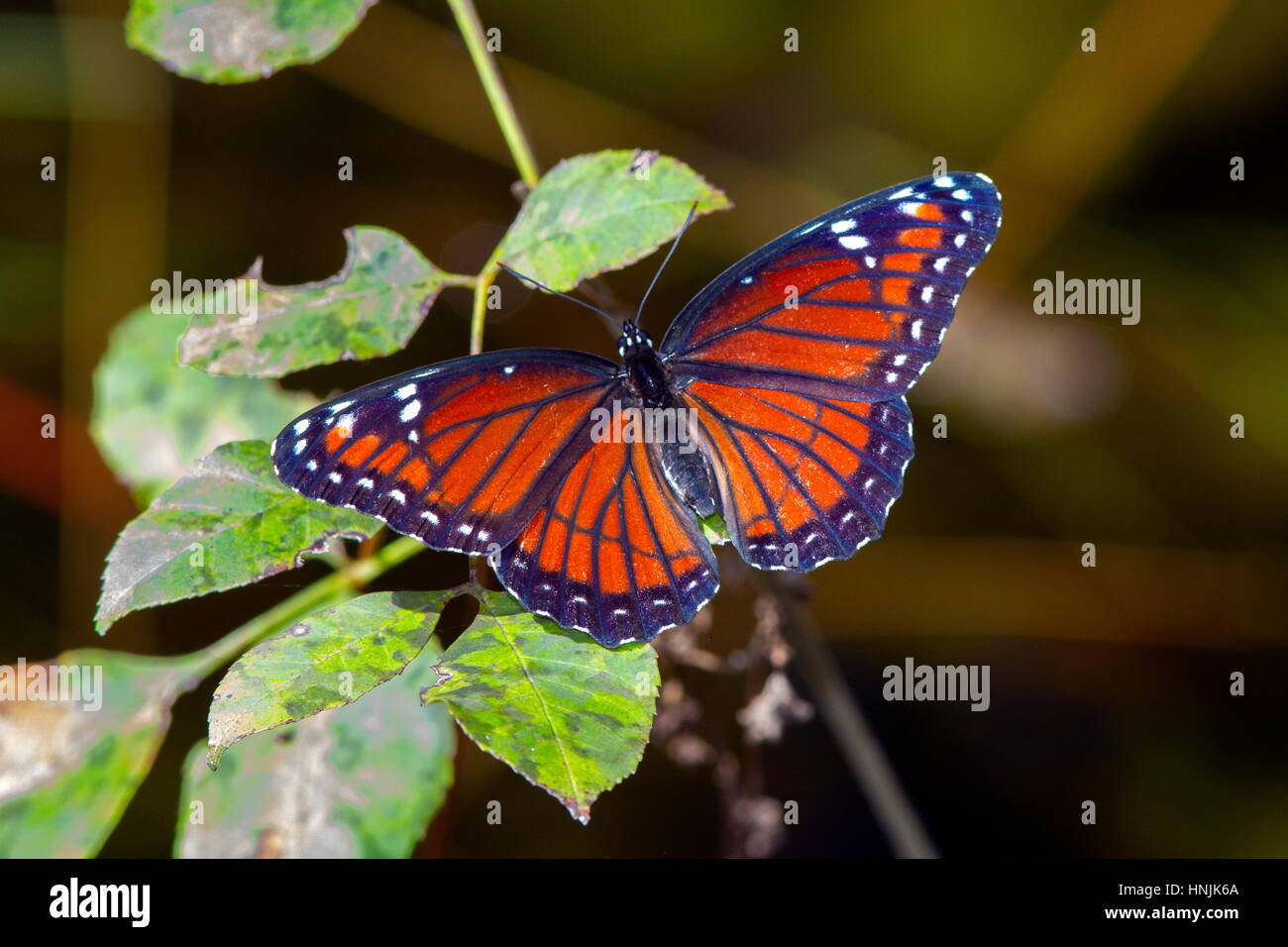 A viceroy butterfly, Limenitis archippus, is a monarch butterfly mimic ...