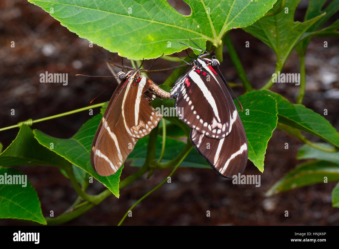 Newly emerged zebra long wing butterflies, Heliconius charithonia ...