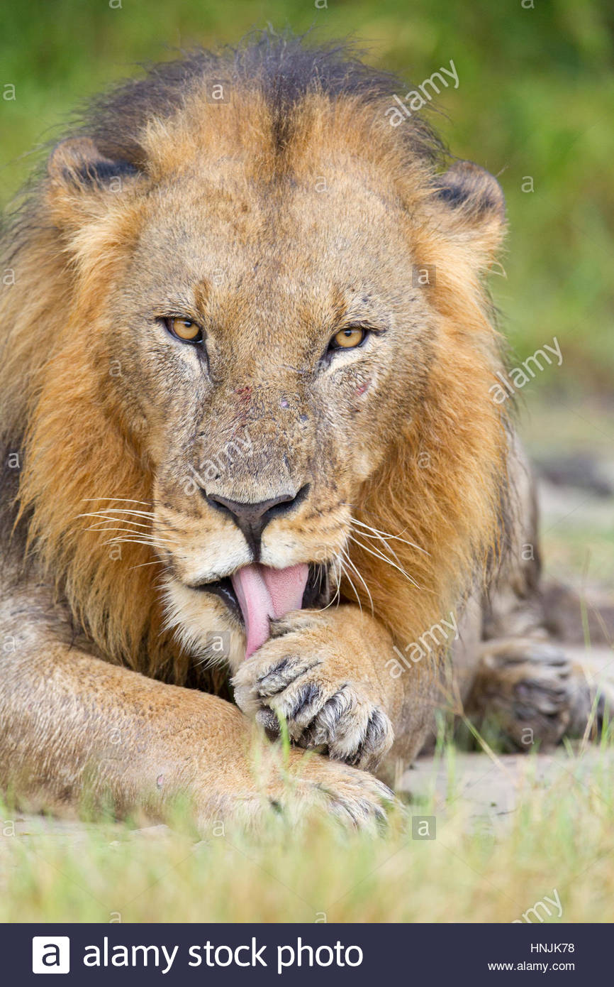 Lions Paw Stock Photos & Lions Paw Stock Images - Alamy