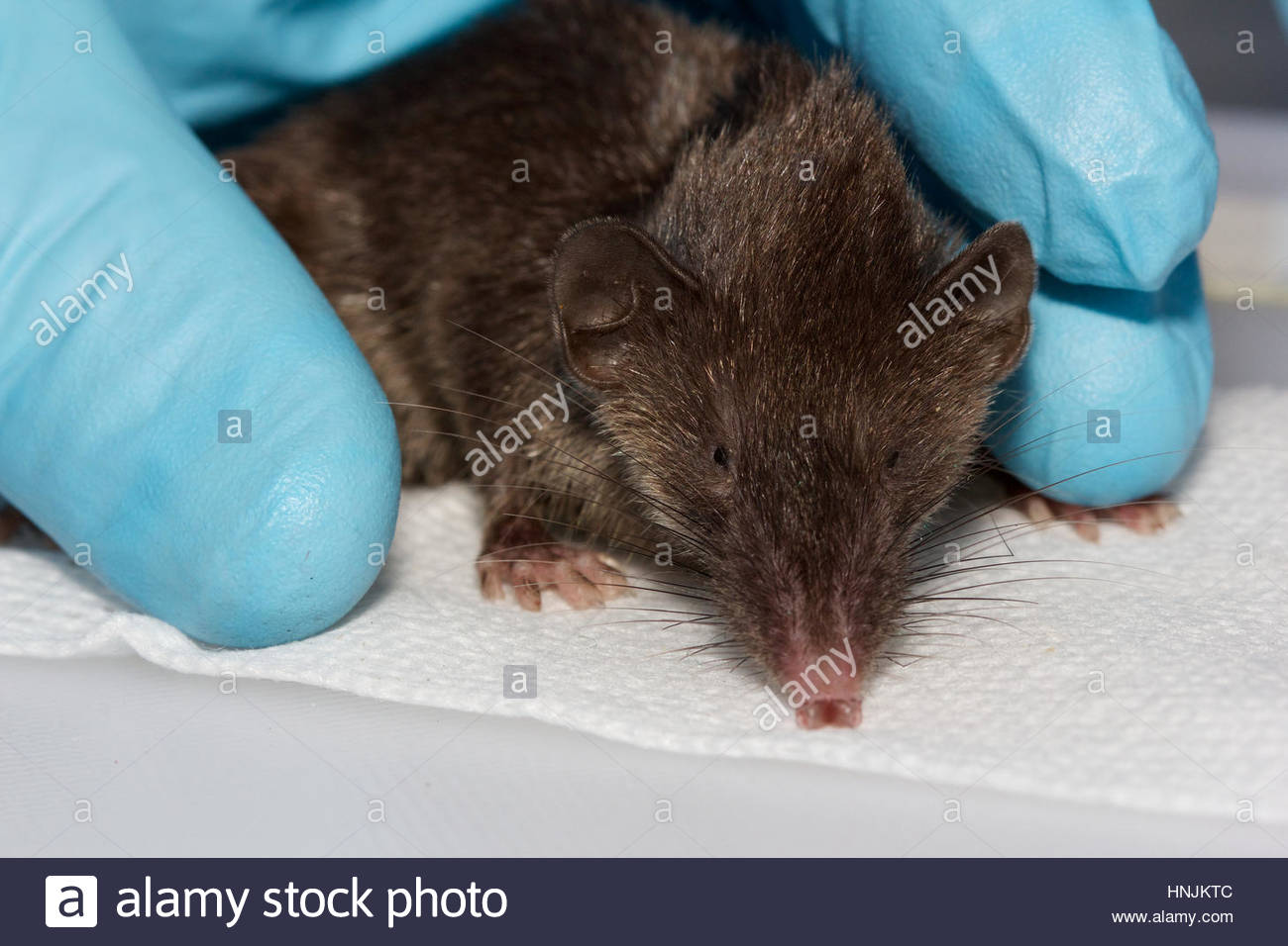 Crocidura High Resolution Stock Photography and Images - Alamy