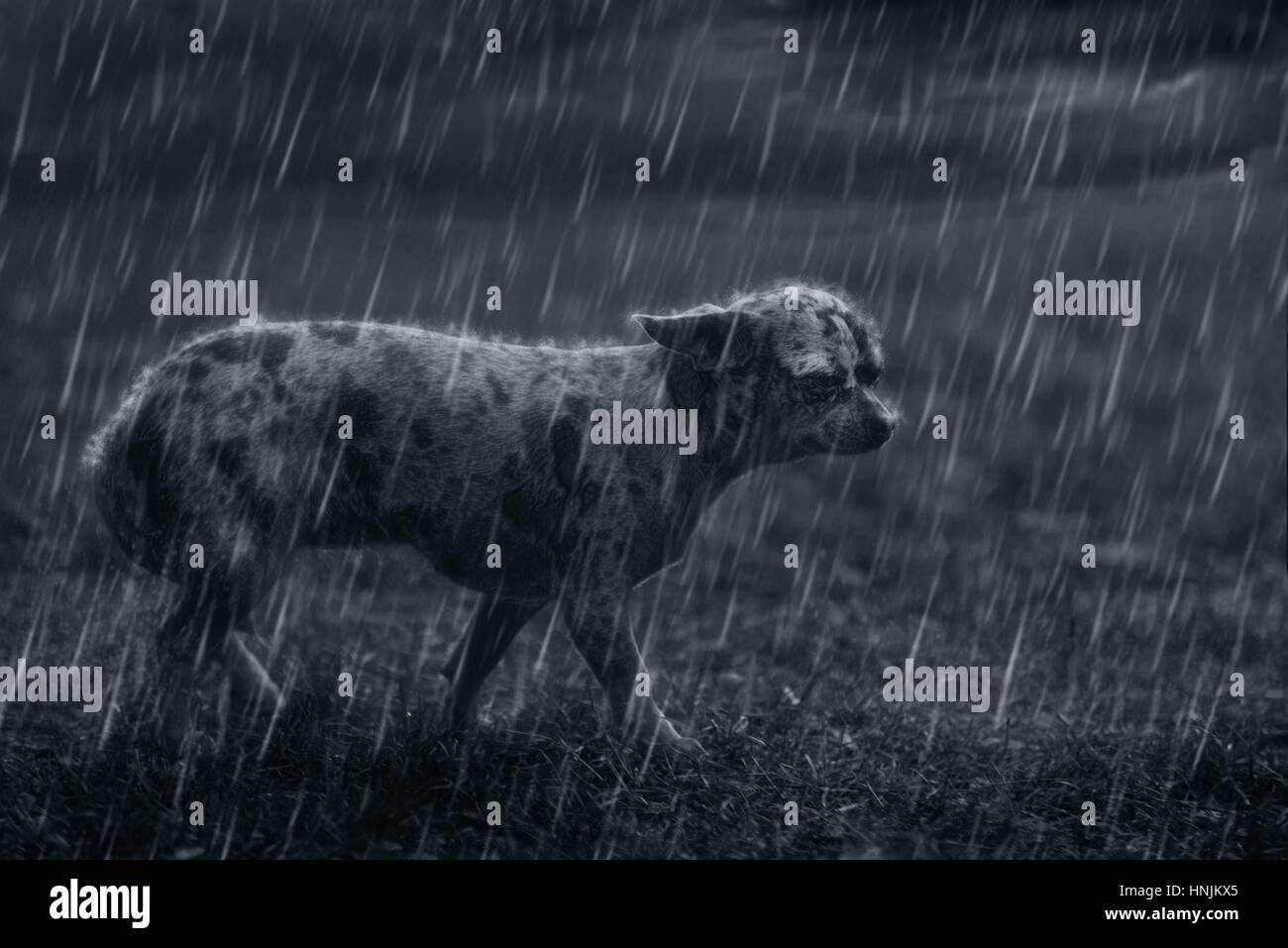 sad lonely dog in the rain Stock Photo - Alamy