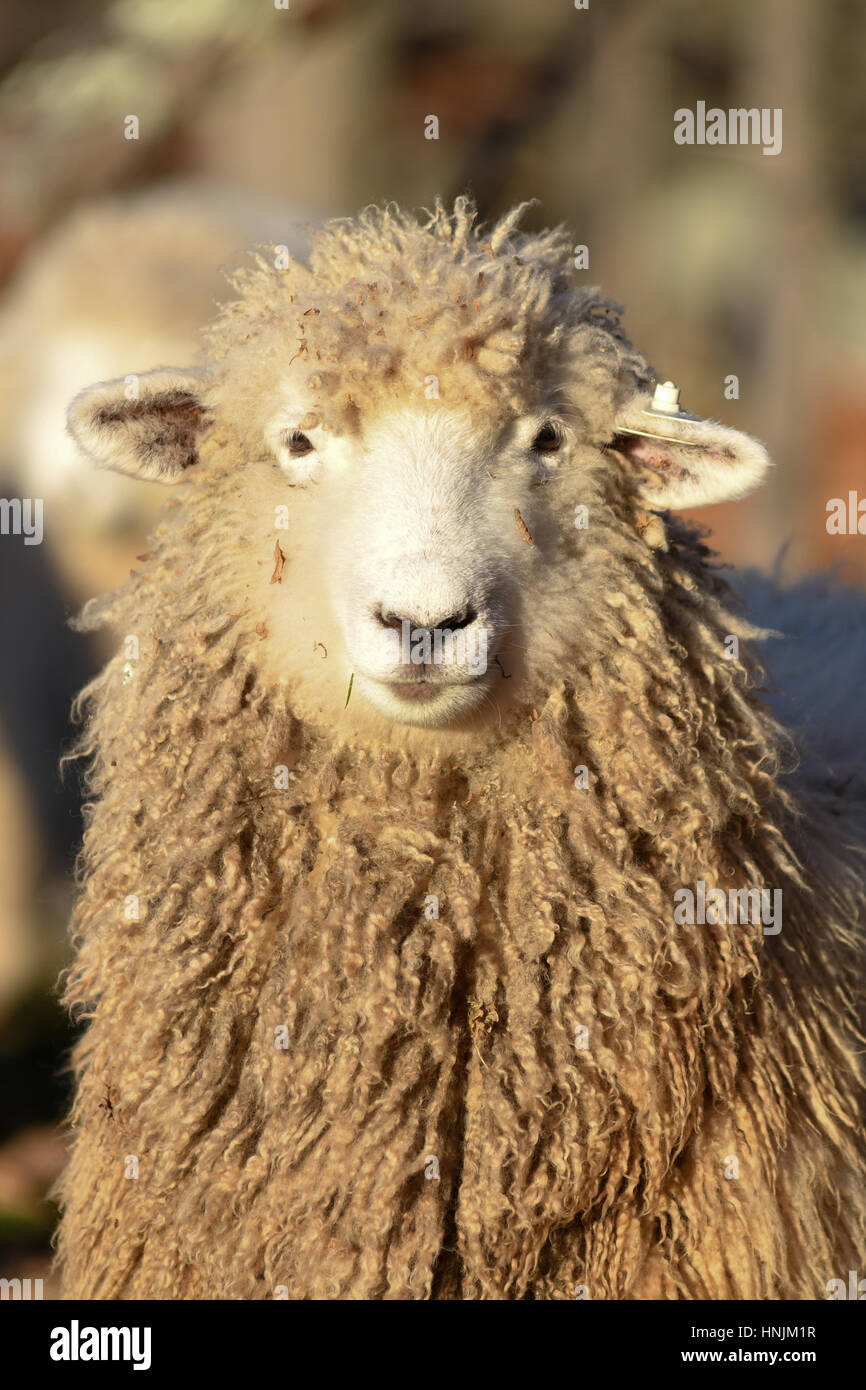 A sheep faces forward in the early morning light Stock Photo - Alamy