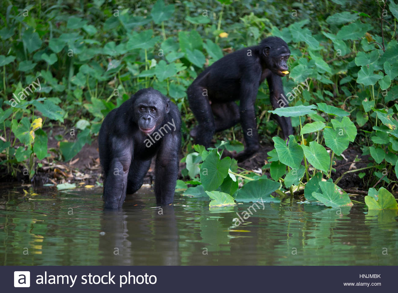 Bonobos Stock Photos & Bonobos Stock Images - Alamy