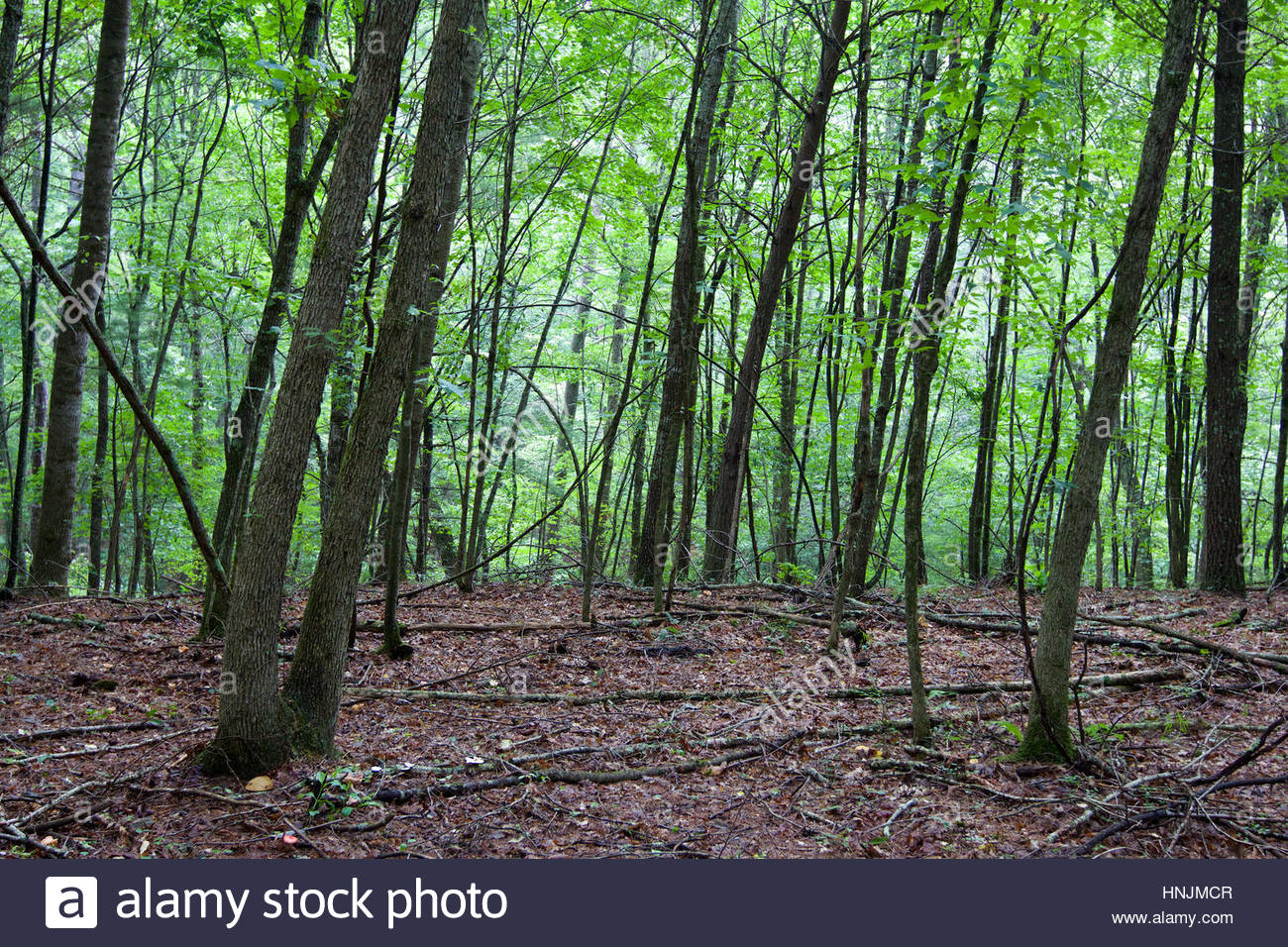 Hardwood Forest Stock Photos & Hardwood Forest Stock Images - Alamy