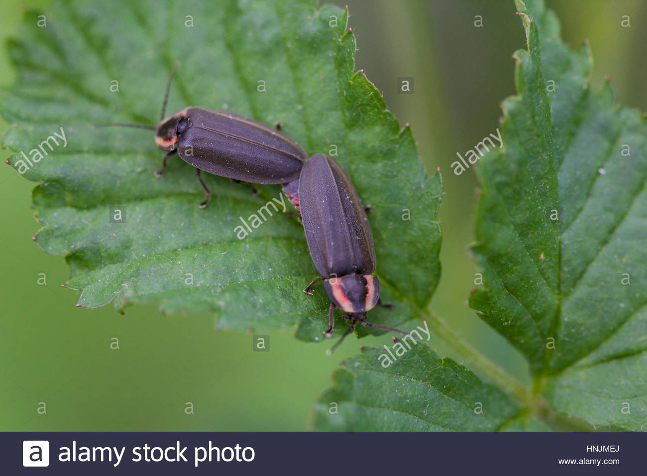 Lightning Bugs Stock Photos & Lightning Bugs Stock Images - Alamy