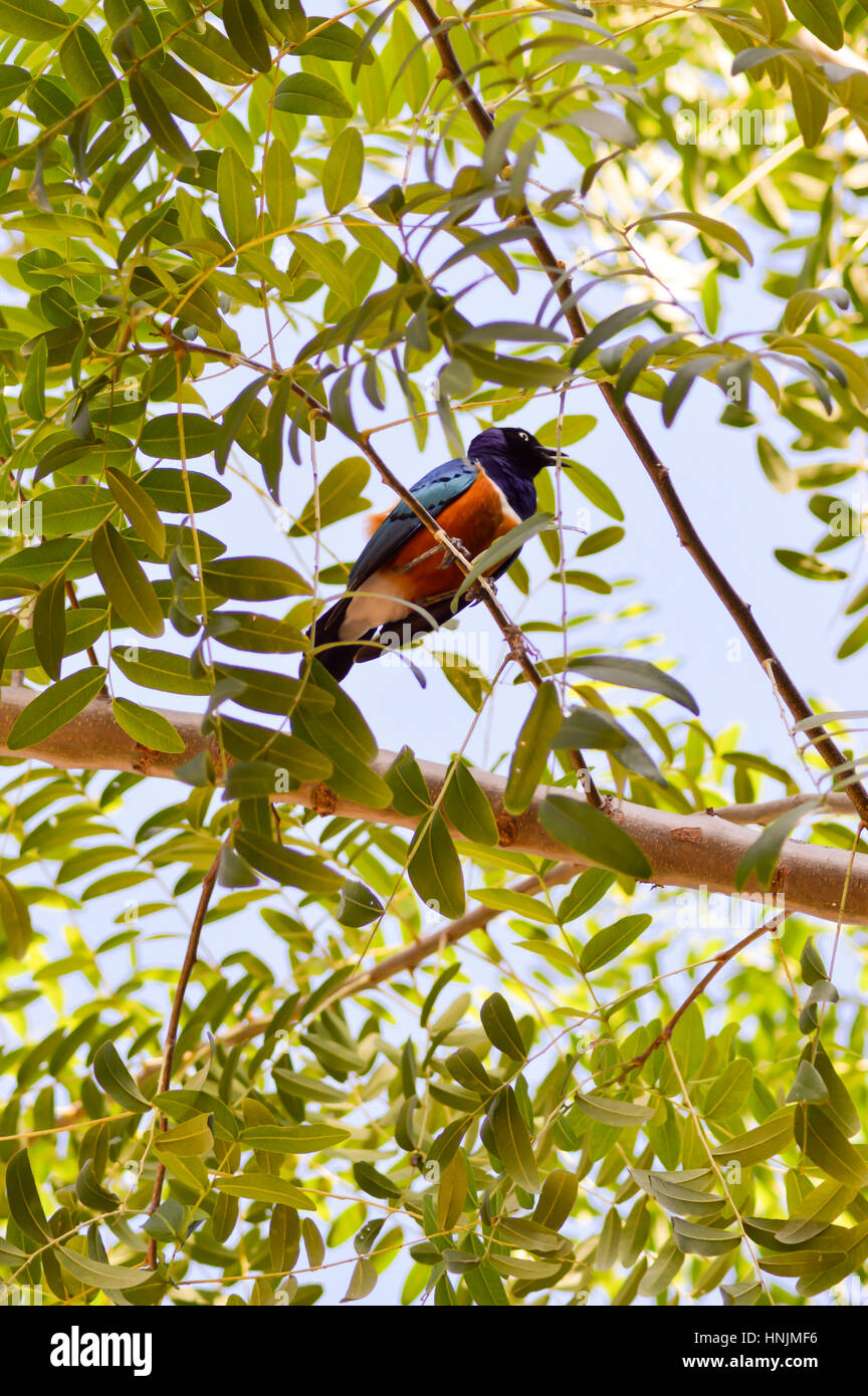 Roller with long strands on a tree in the savannah of Tsavo West park ...