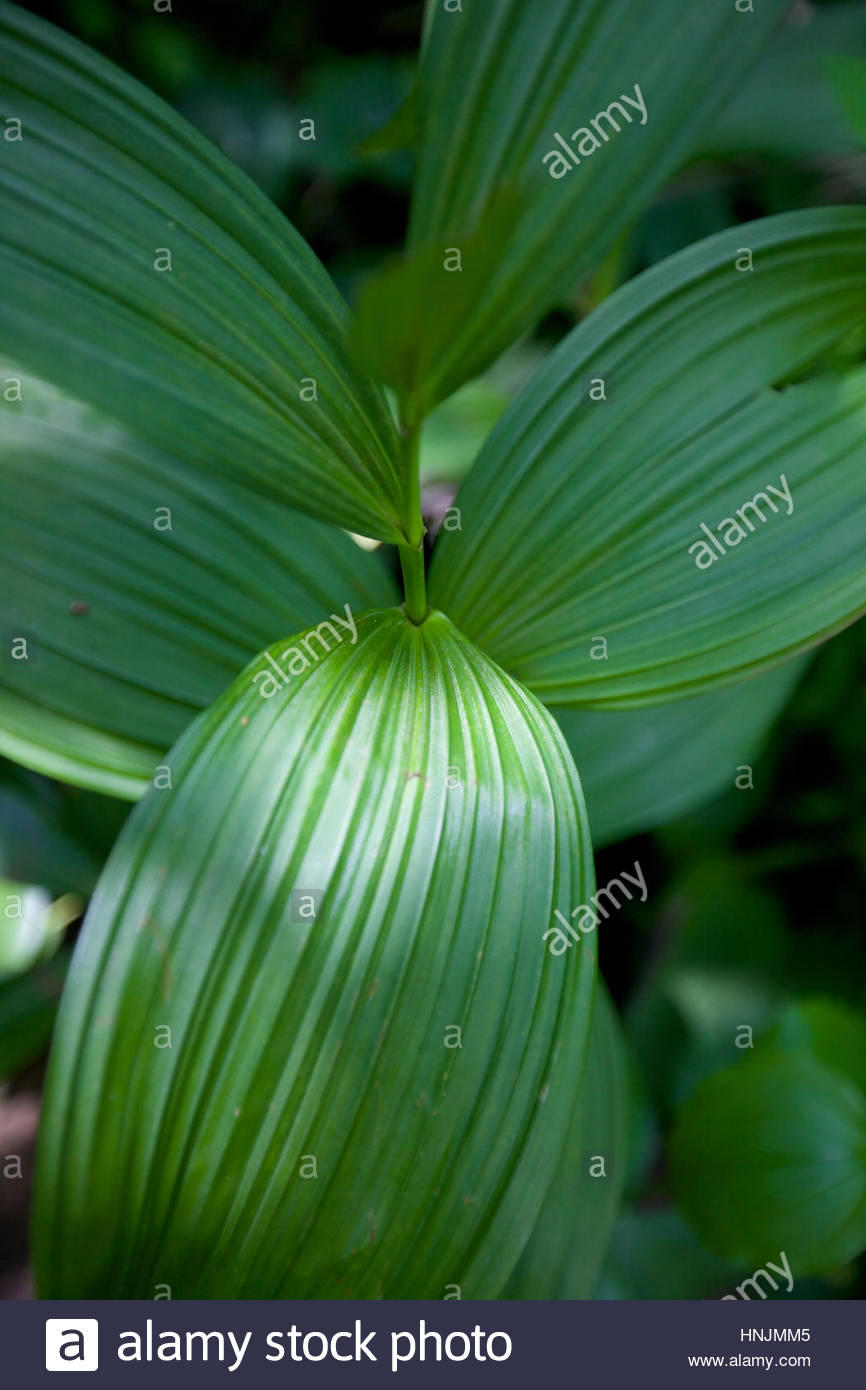 Parallel Veins Stock Photos & Parallel Veins Stock Images - Alamy
