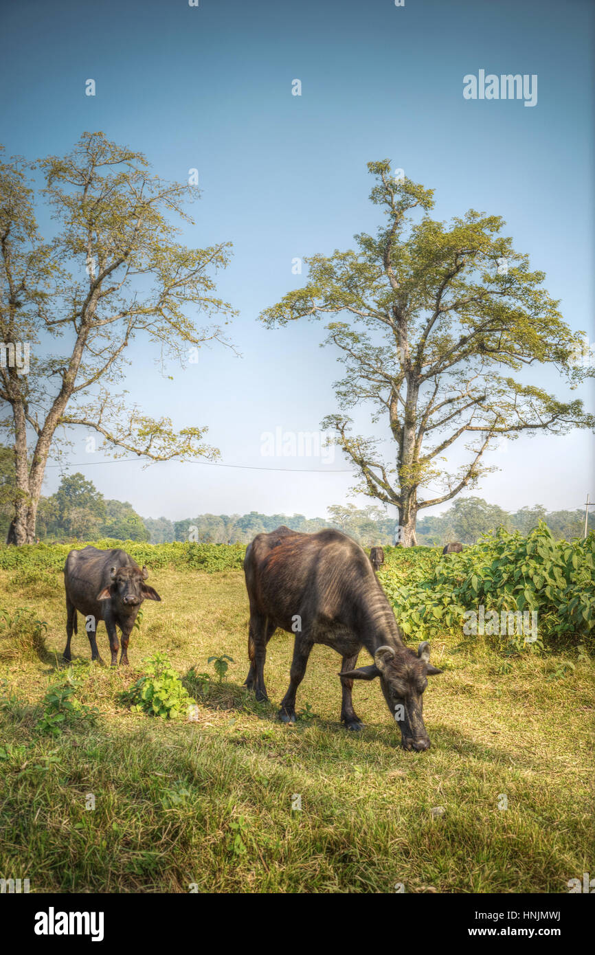 Buffalo farming in nepal hi-res stock photography and images - Alamy