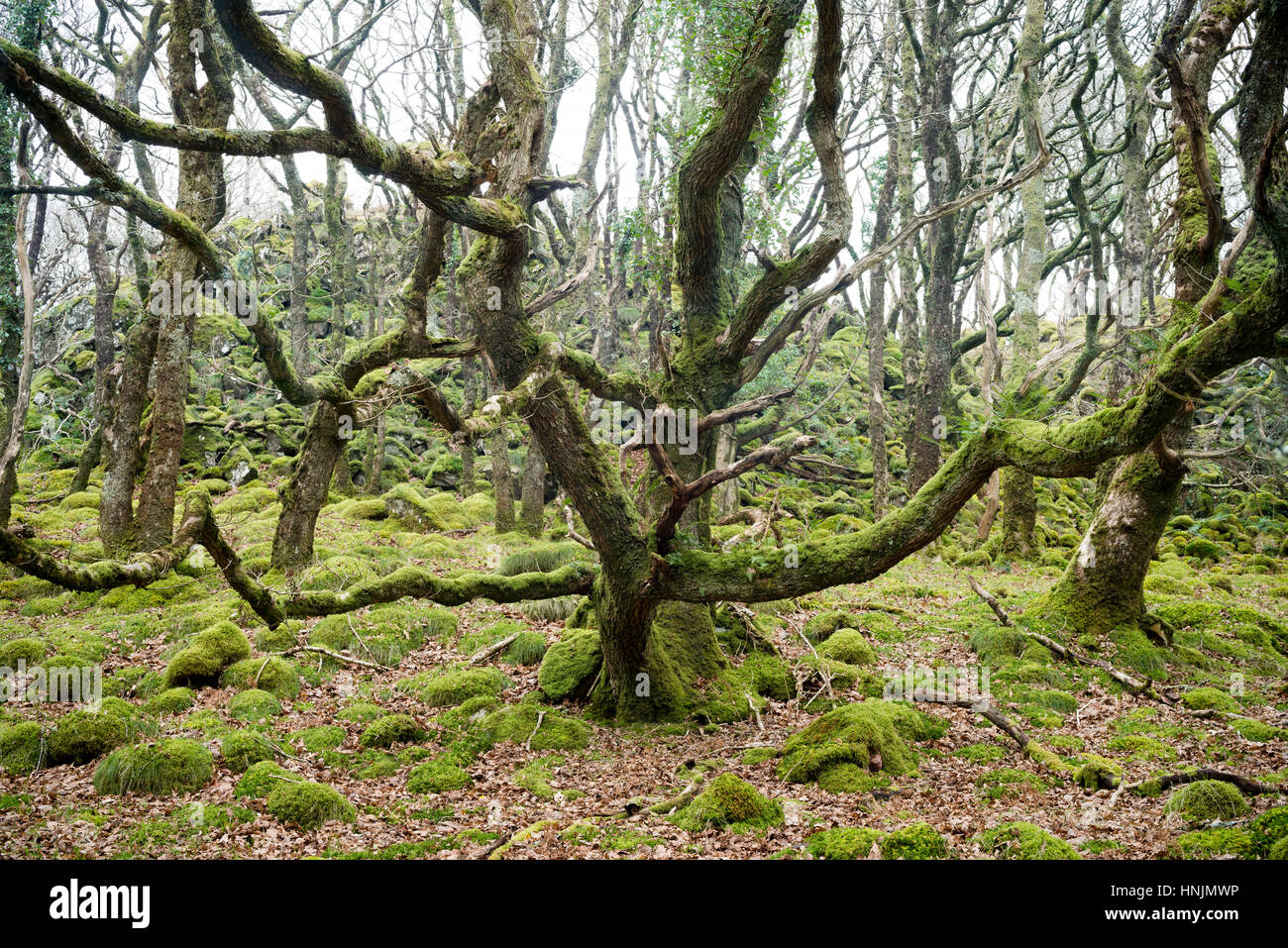 Ty canol, pembrokeshire hi-res stock photography and images - Alamy