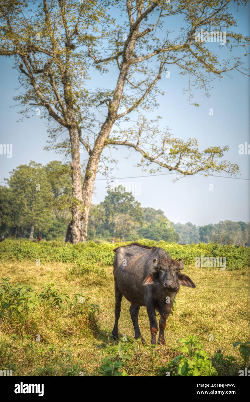 Bhutan india water hi-res stock photography and images - Alamy