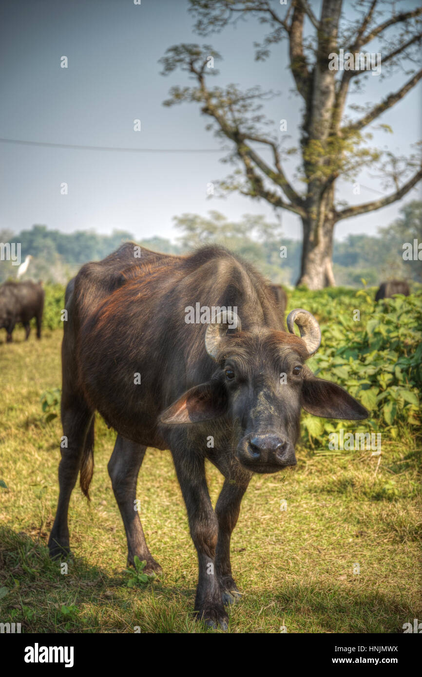 Nepal and bhutan hi-res stock photography and images - Alamy