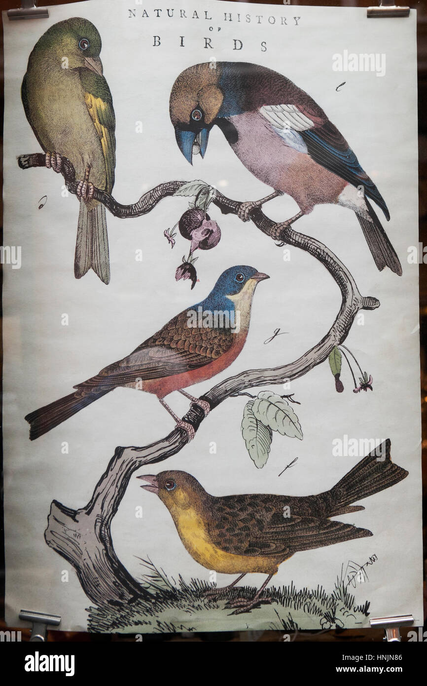 LONDON, ENGLAND - JULY 12, 2016 Poster with rare birds in the window ...