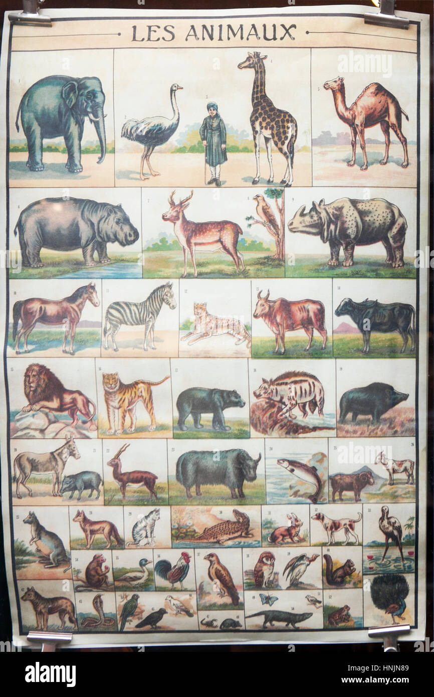 LONDON, ENGLAND - JULY 12, 2016 Poster with animals in the window shop ...