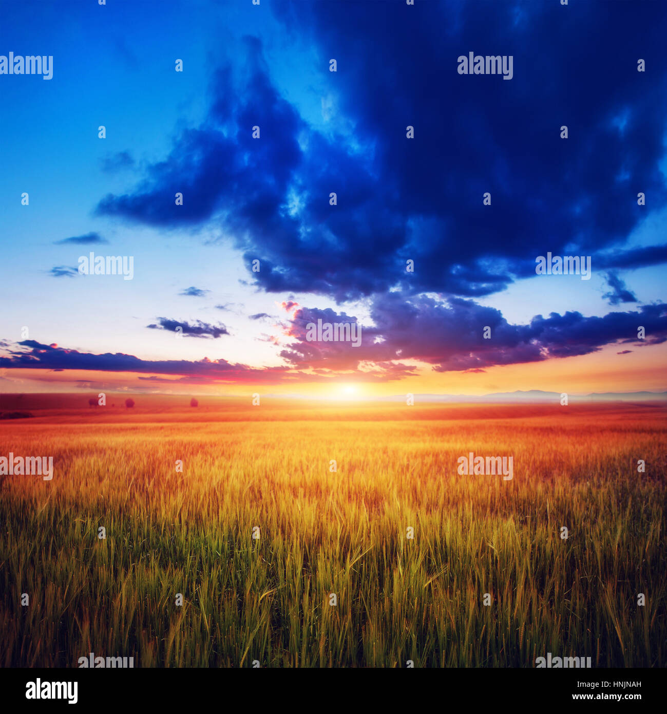 Colorful sunset over wheat field. Beauty world. Europe Stock Photo - Alamy
