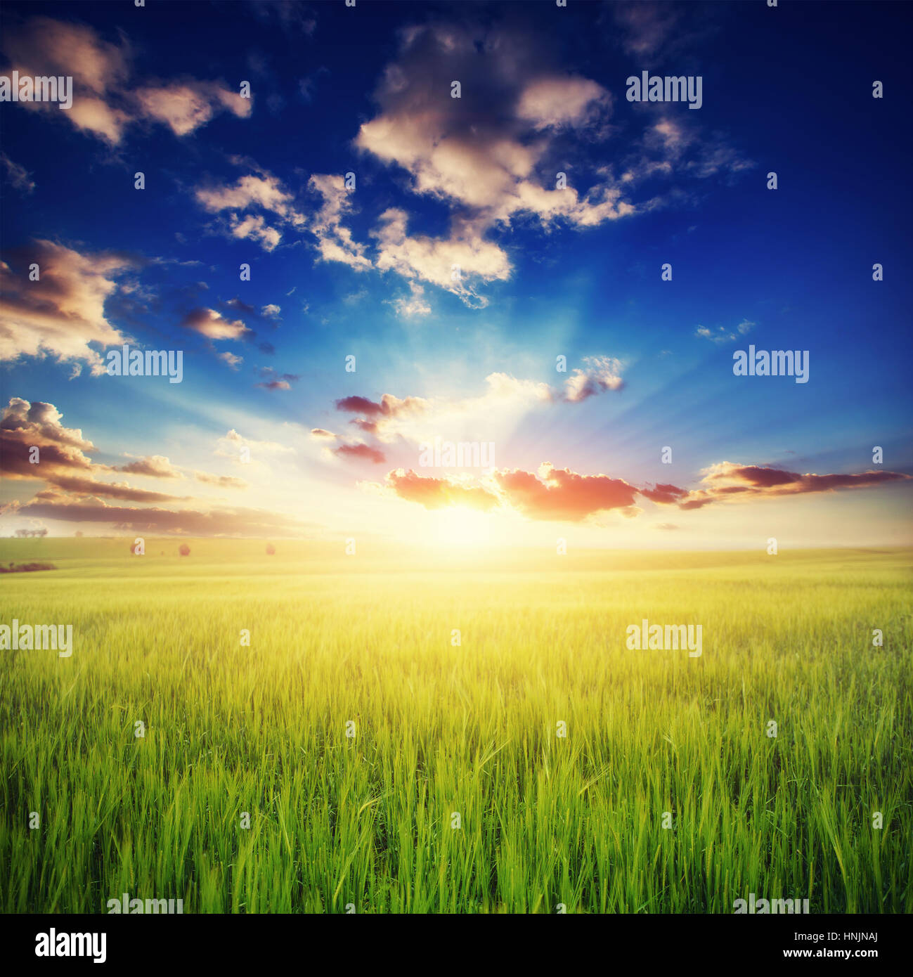 Colorful sunset over wheat field. Beauty world. Europe Stock Photo - Alamy