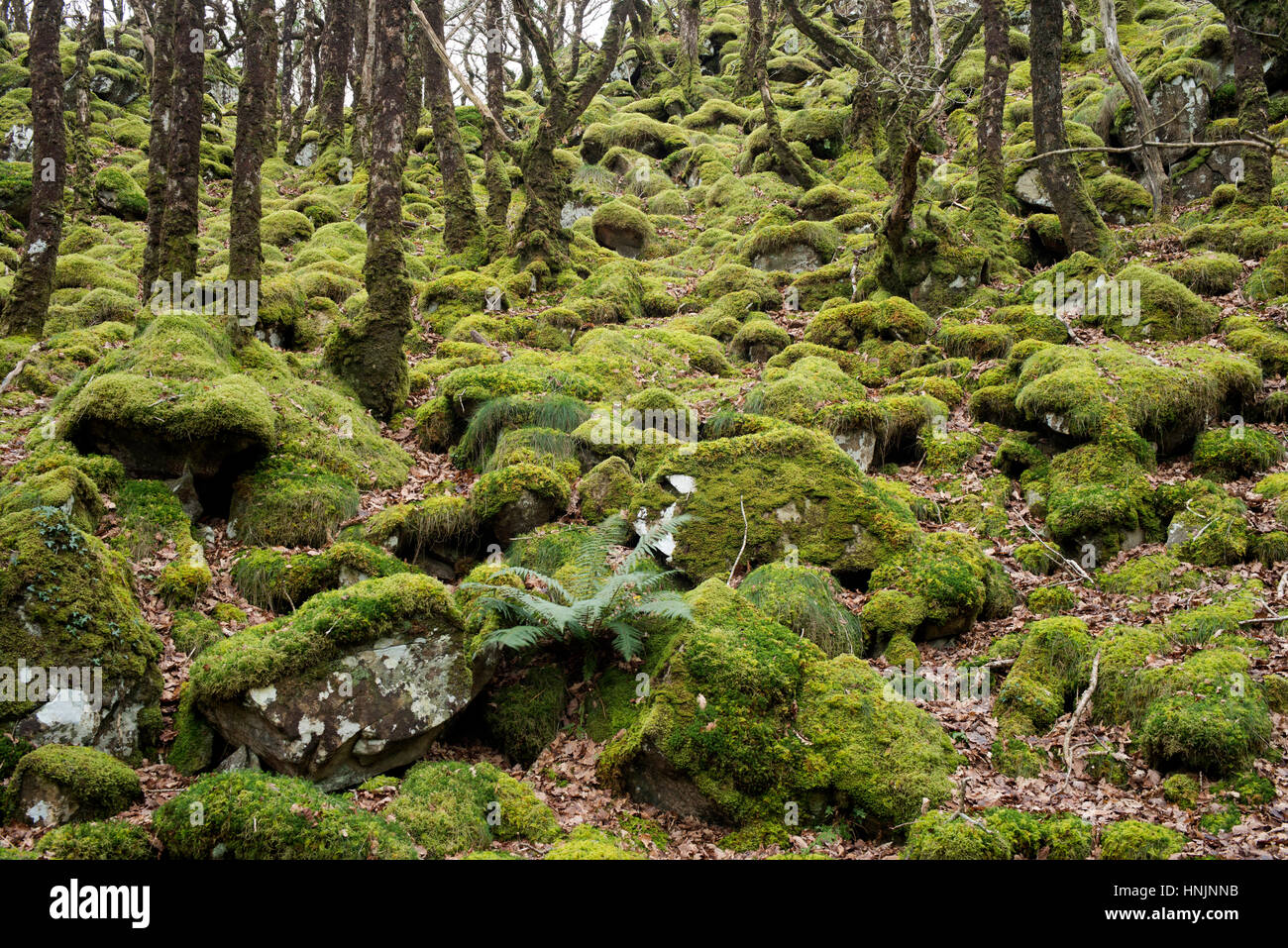 Ty Canol Woods Pembrokeshire Stock Photo - Alamy