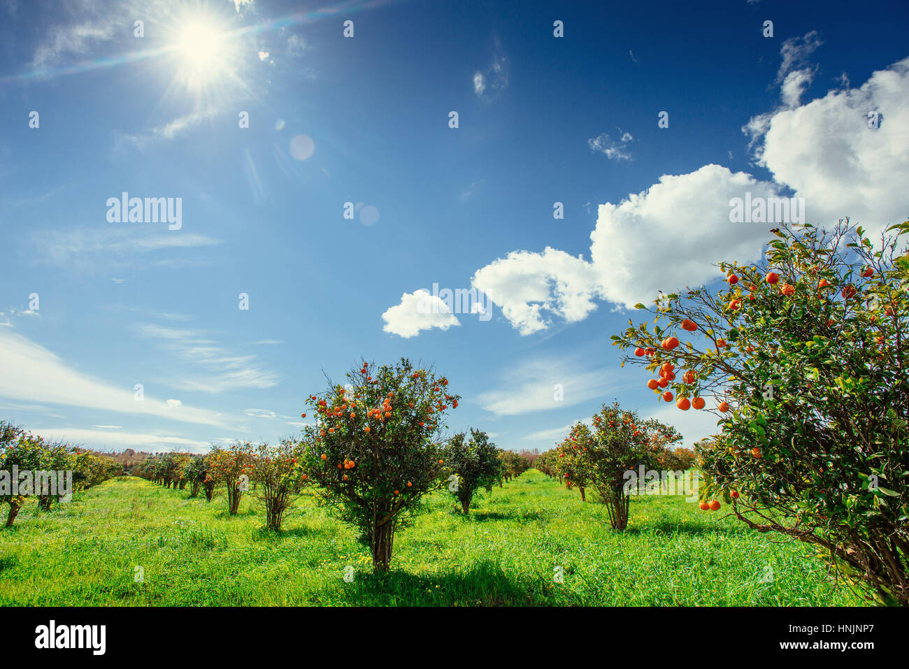 Fantastic views of the beautiful orange trees in Italy Stock Photo - Alamy