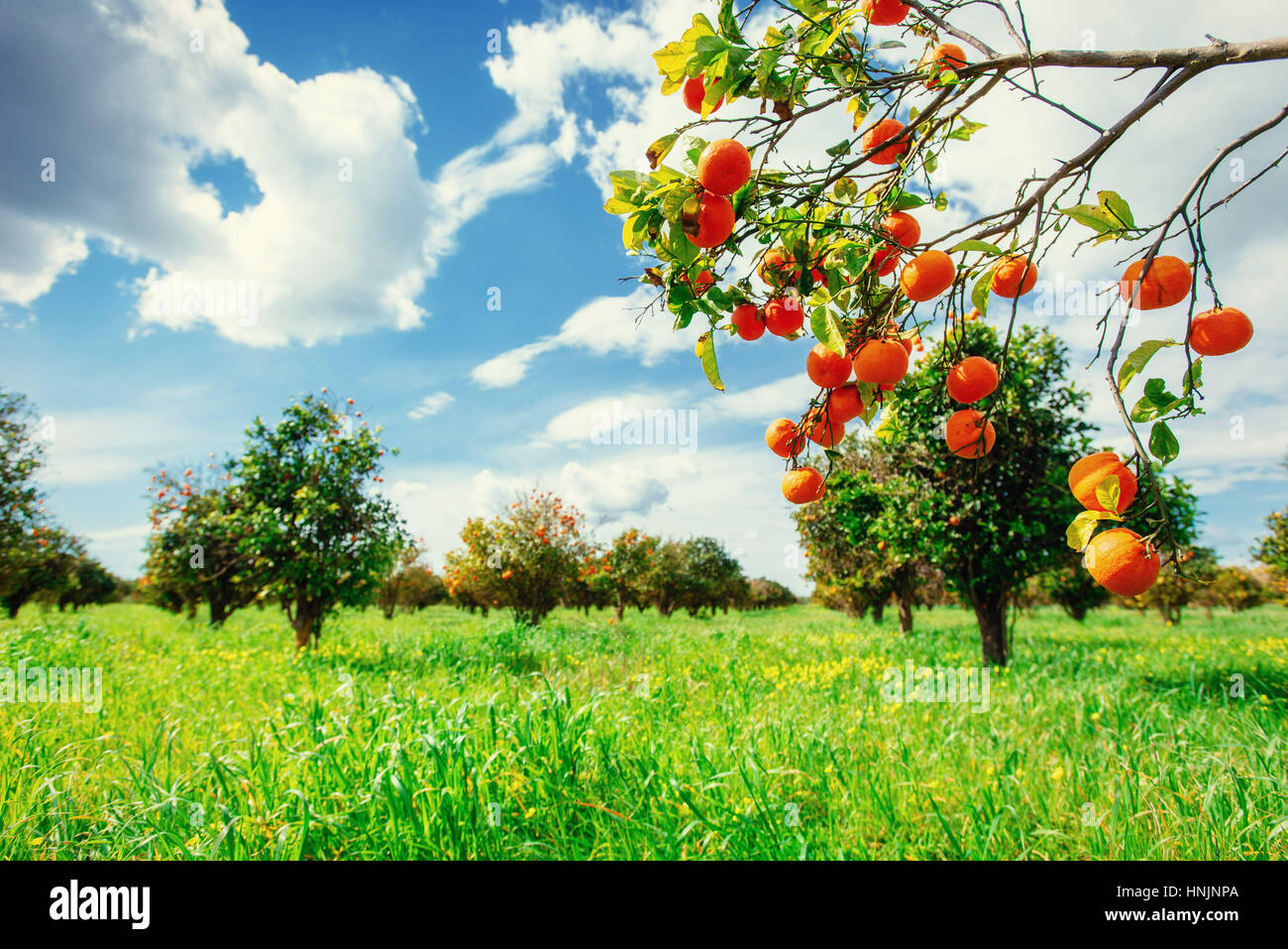 Fantastic views of the beautiful orange trees in Italy Stock Photo - Alamy