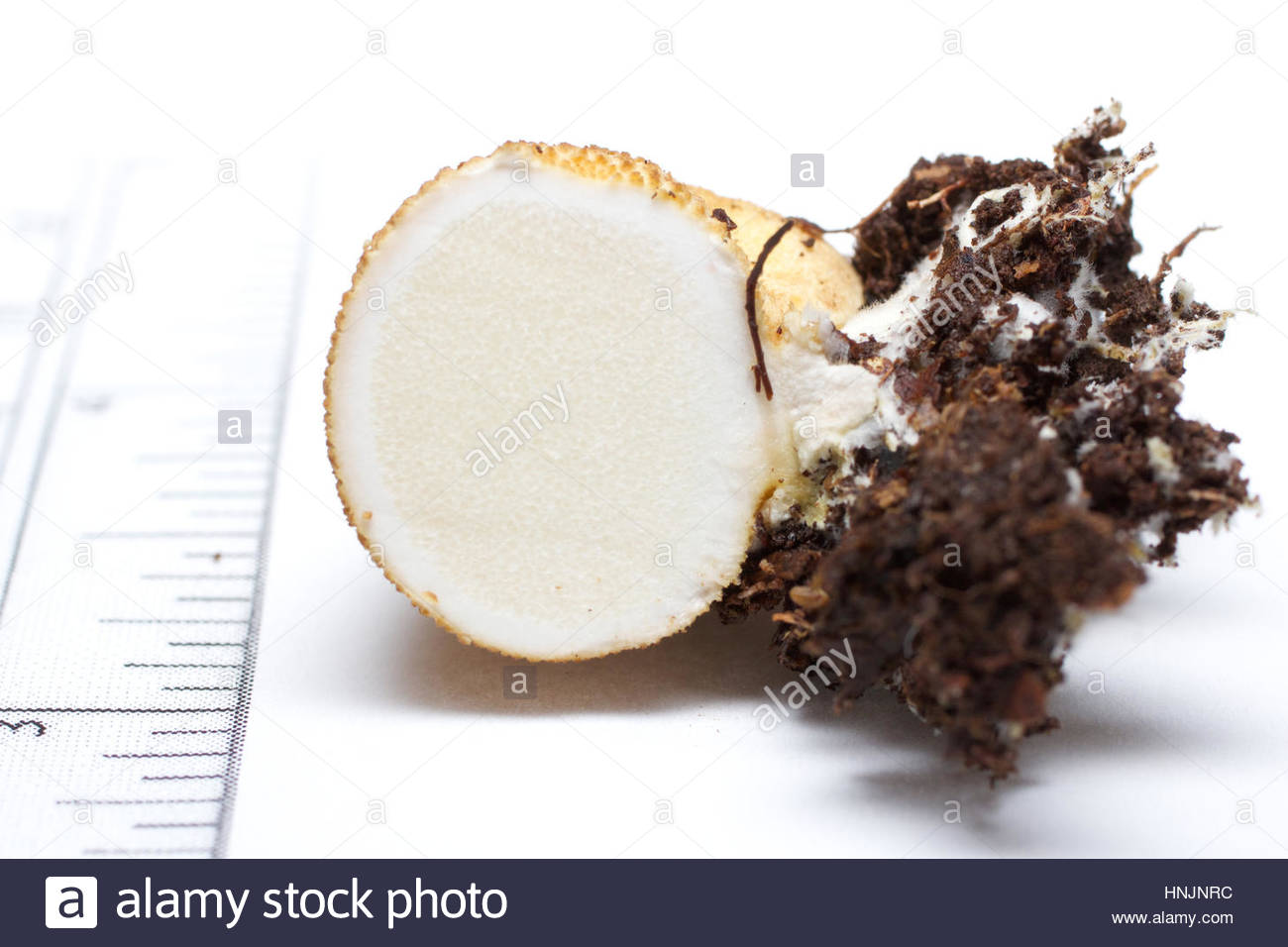 Puff Ball Fungi High Resolution Stock Photography and Images - Alamy