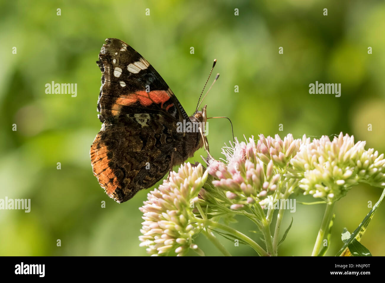 Red Admiral butterfly, Vanessa atalanta, feeding nectar Stock Photo - Alamy