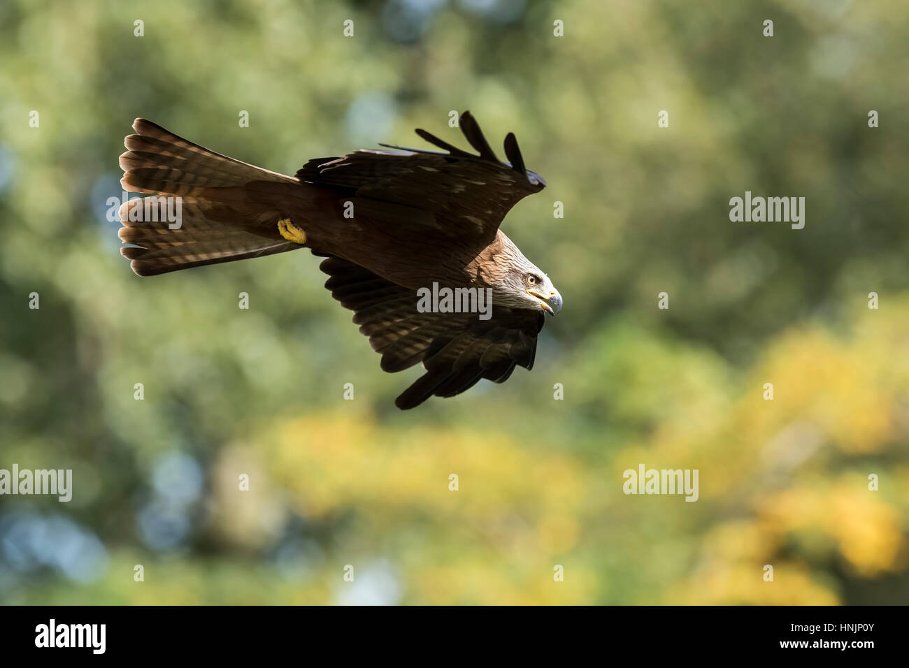 Black kite Milvus migrans predatory bird in flight, hunting on a sunny ...