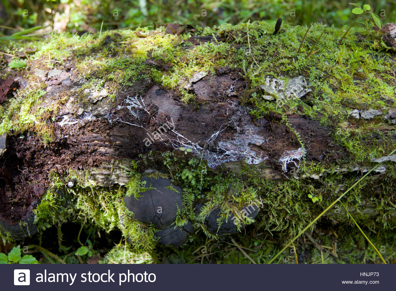 Mycelium Fungi Stock Photos & Mycelium Fungi Stock Images - Alamy