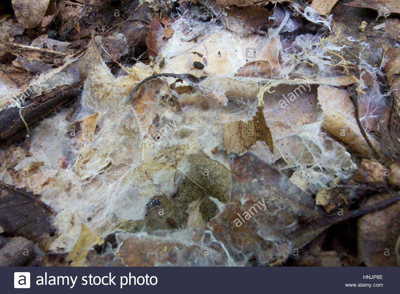 Mycelium Leaf Stock Photos & Mycelium Leaf Stock Images - Alamy