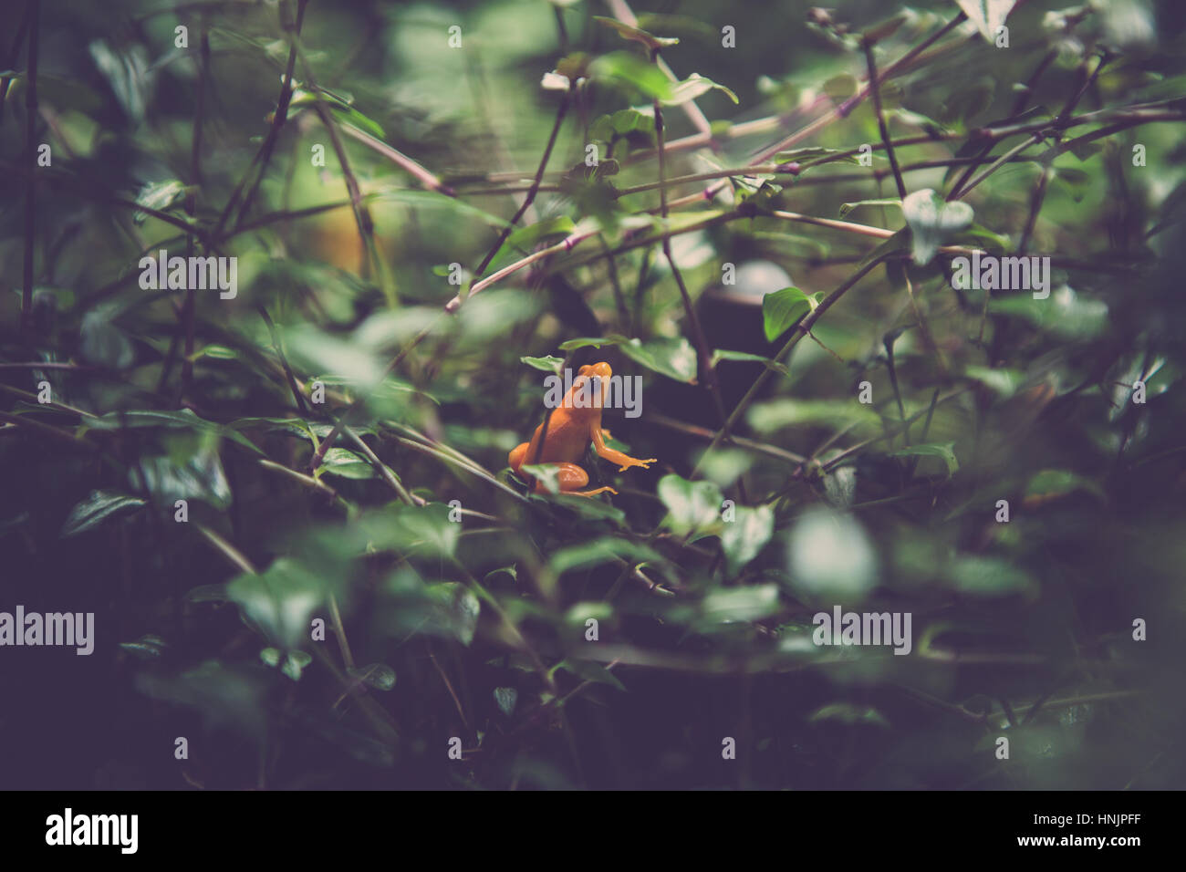 Orange tree frog hi-res stock photography and images - Alamy