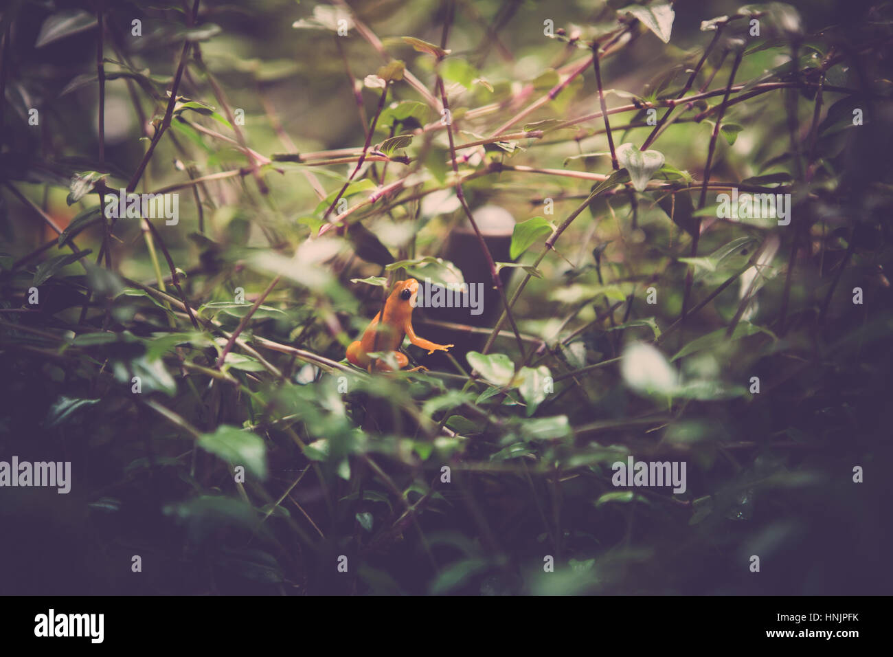 Tiny orange tree frog Stock Photo - Alamy