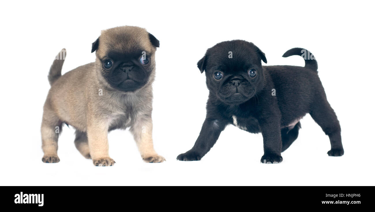 Two Pug puppies different color both standing in same poses portrait ...