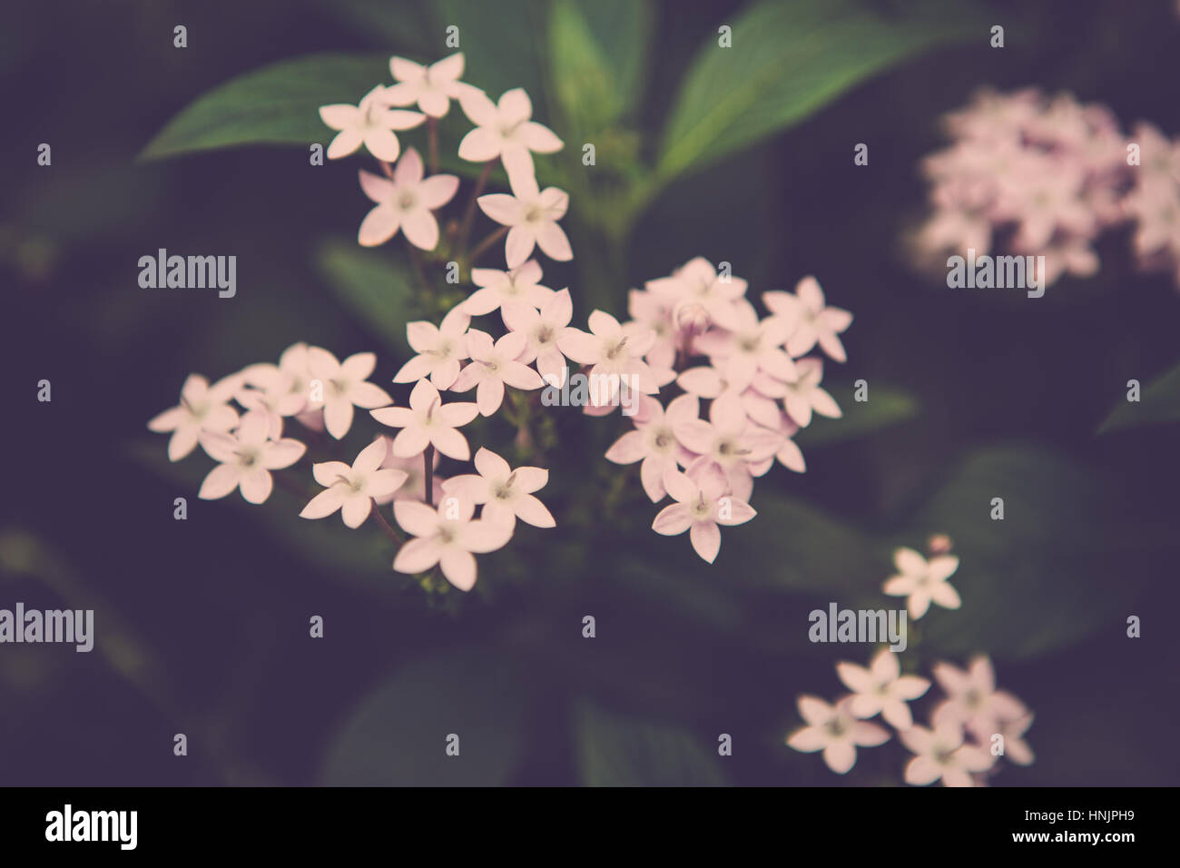 Matte edit hi-res stock photography and images - Alamy