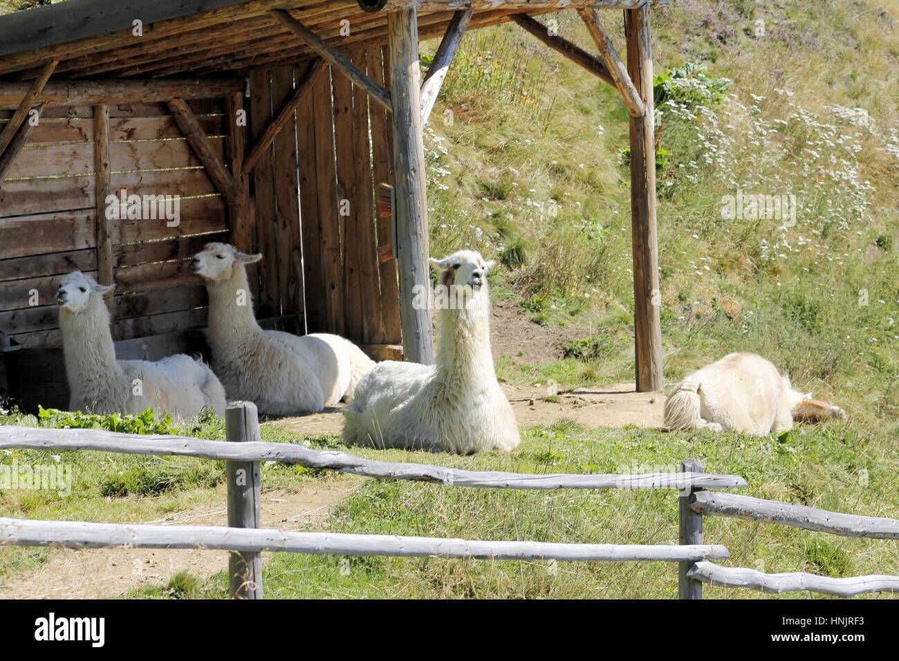 The llama (Lama glama) is a domesticated south american camelid Stock ...