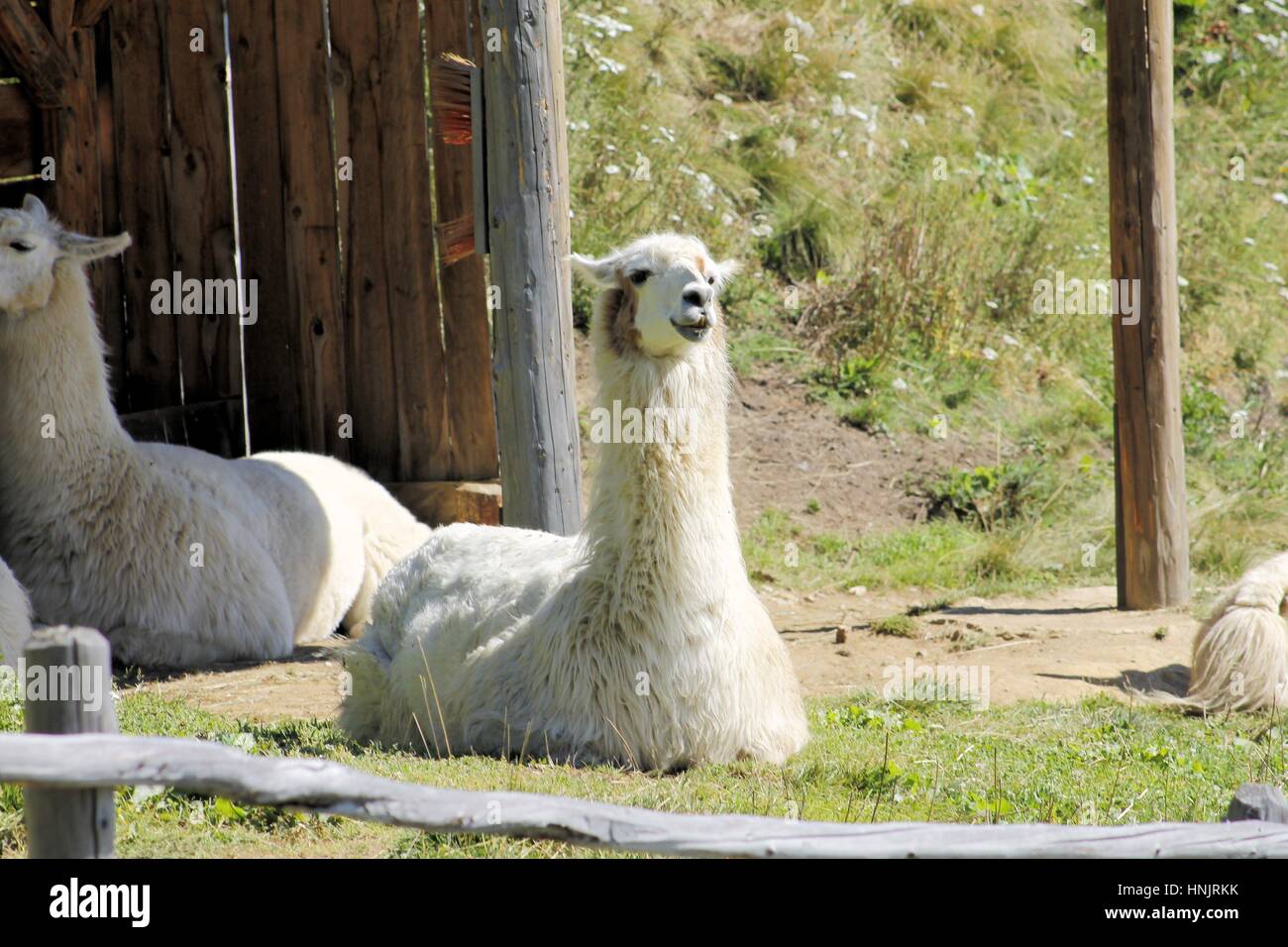 The llama (Lama glama) is a domesticated south american camelid Stock ...