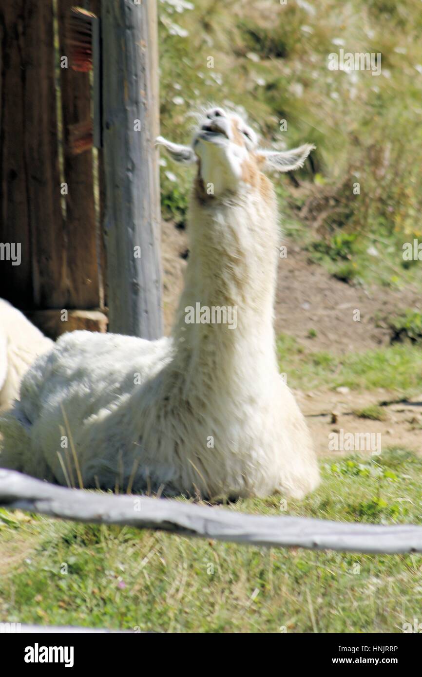 The llama (Lama glama) is a domesticated south american camelid Stock ...