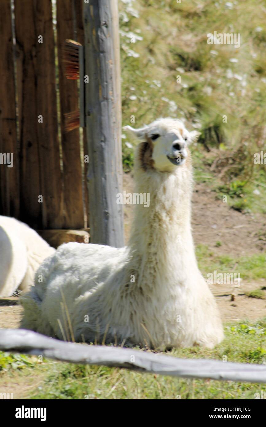 The llama (Lama glama) is a domesticated south american camelid Stock ...