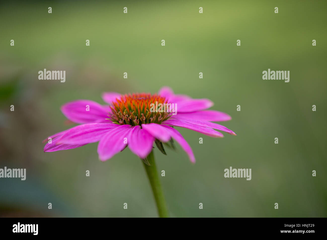 Sideview of pink coneflower with green blurred background Stock Photo ...